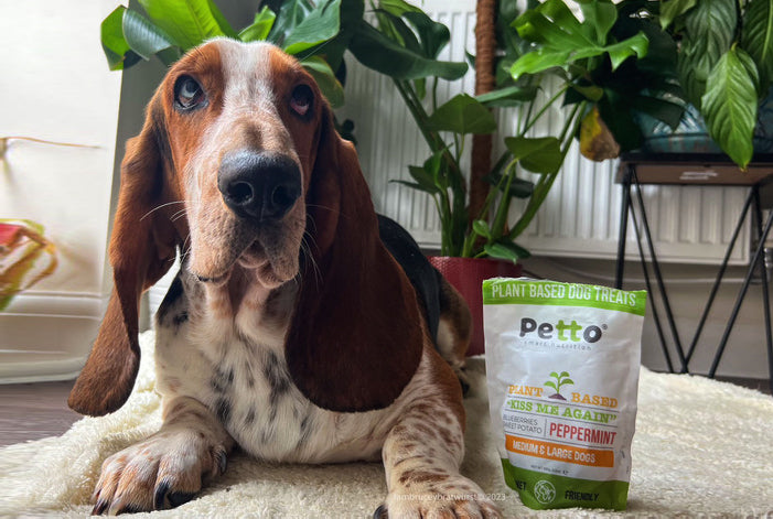BRUCEY BECOMES THE FIRST MEMBER OF OUR #PETTOPALS FAMILY – Petto Smart ...